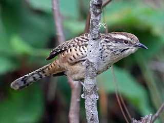 Spotted Wren - eBird