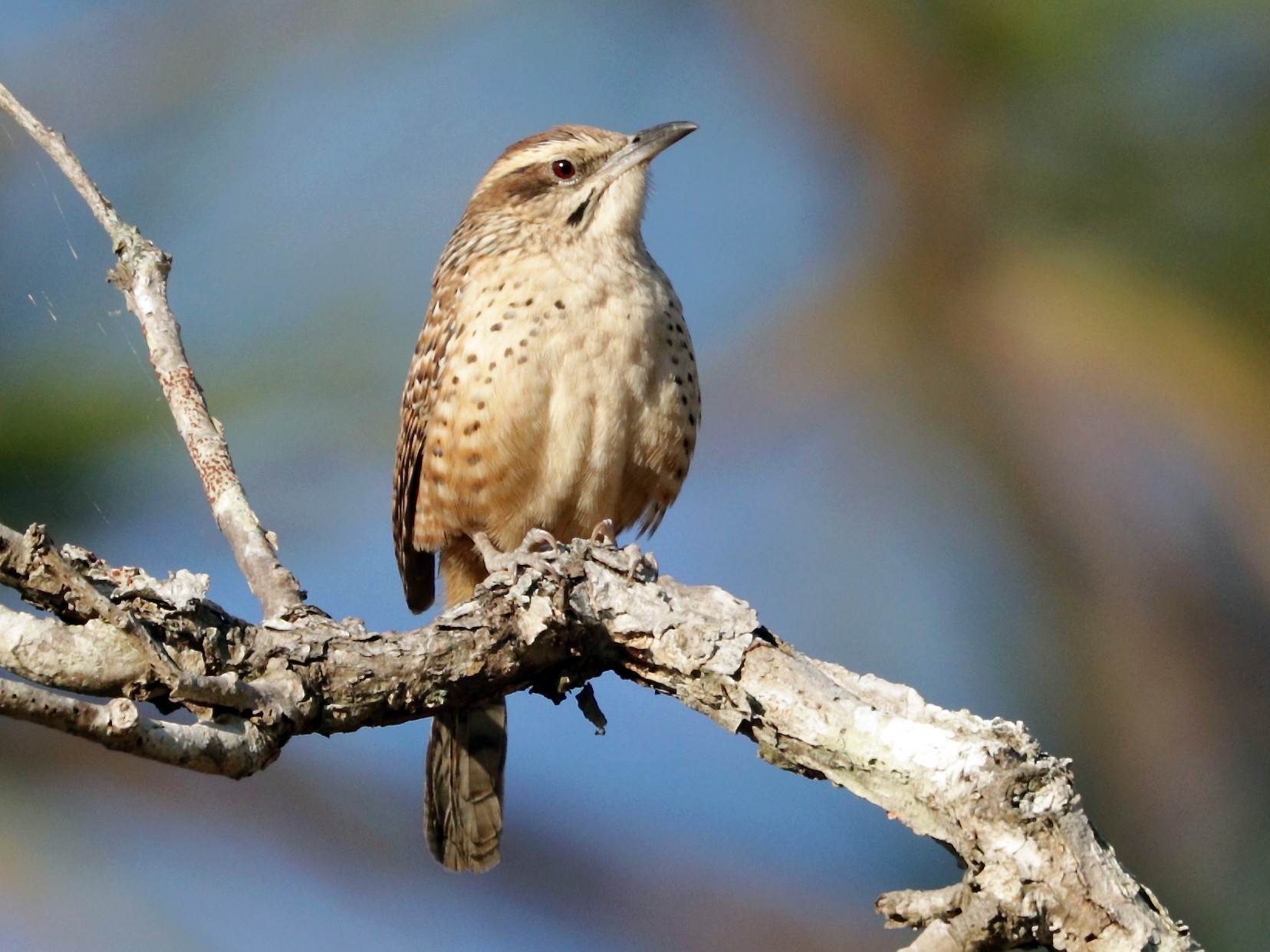 Spotted Wren - eBird