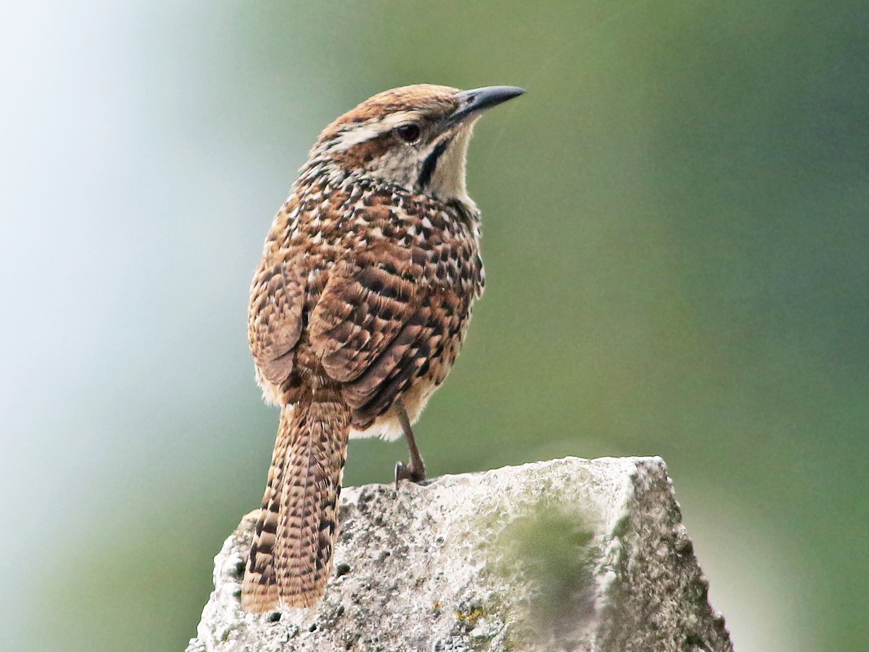 Spotted Wren - eBird