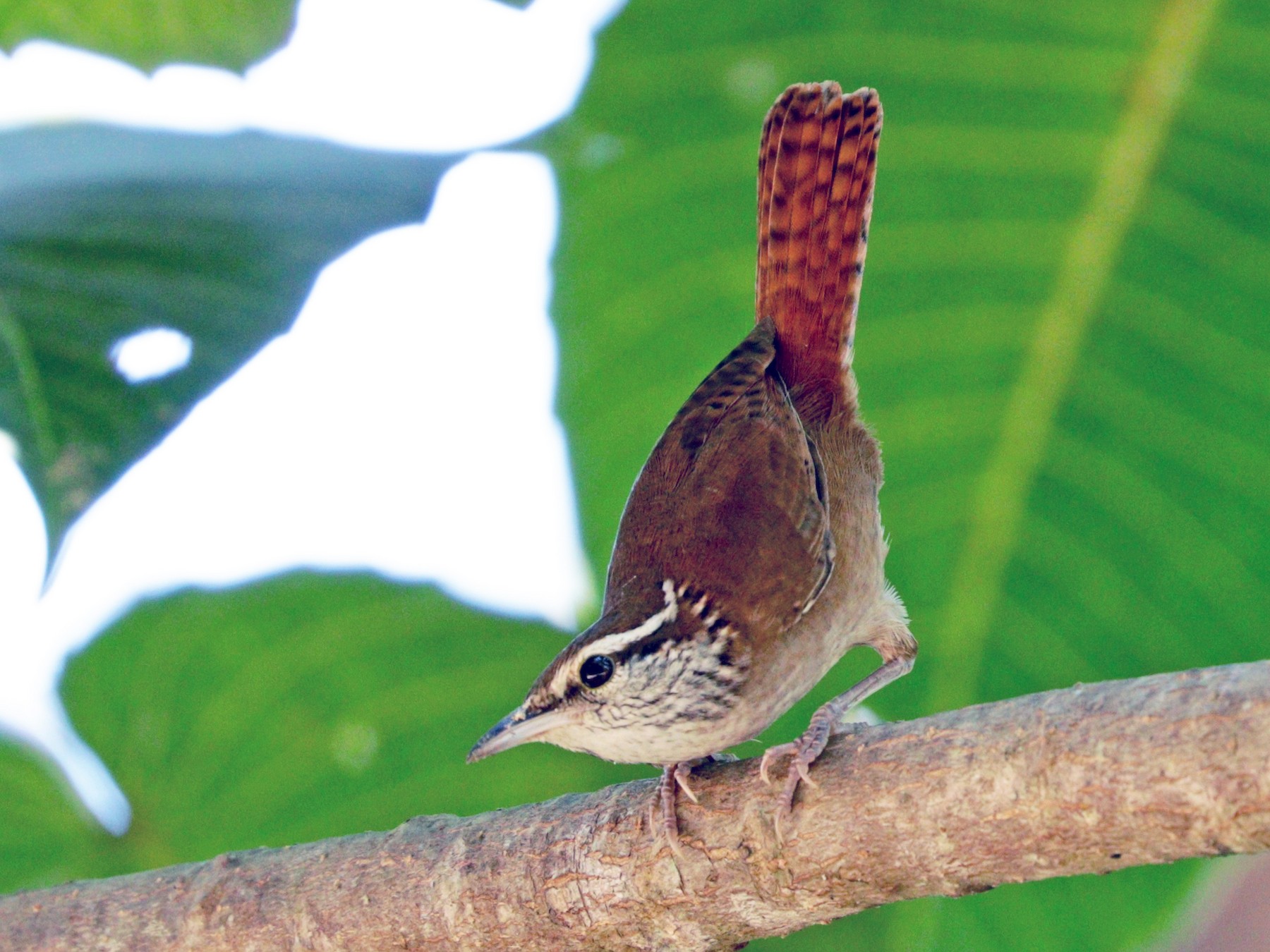 Sinaloa Wren - eBird