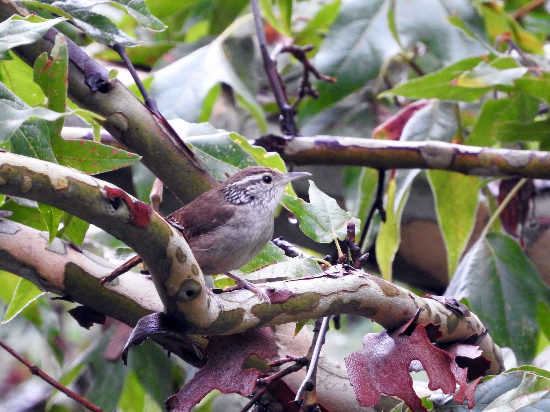 Sinaloa Wren - eBird