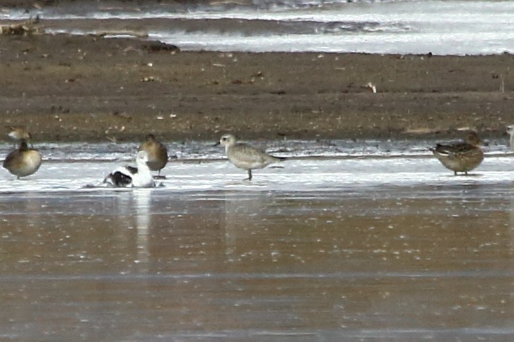 eBird Checklist - 4 Oct 2022 - Smith Reservoir SWA - 27 species