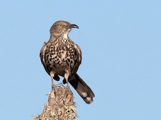 Gray Thrasher - eBird