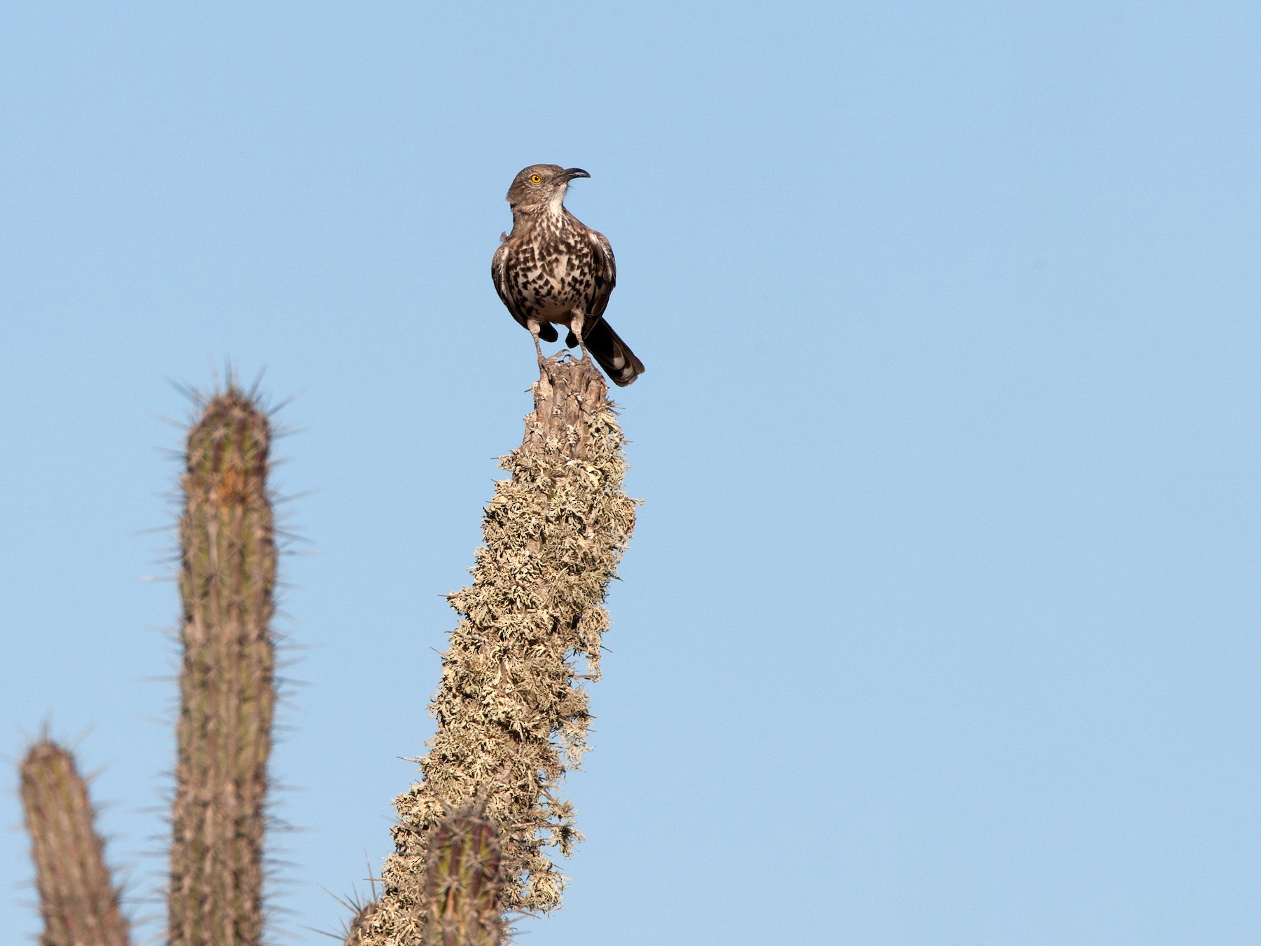 Gray Thrasher - eBird
