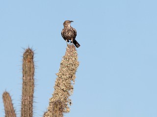 Gray Thrasher - eBird