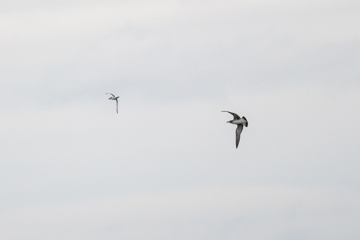 eBird Checklist - 1 Oct 2022 - BHI--Spectacle Island - 45 species