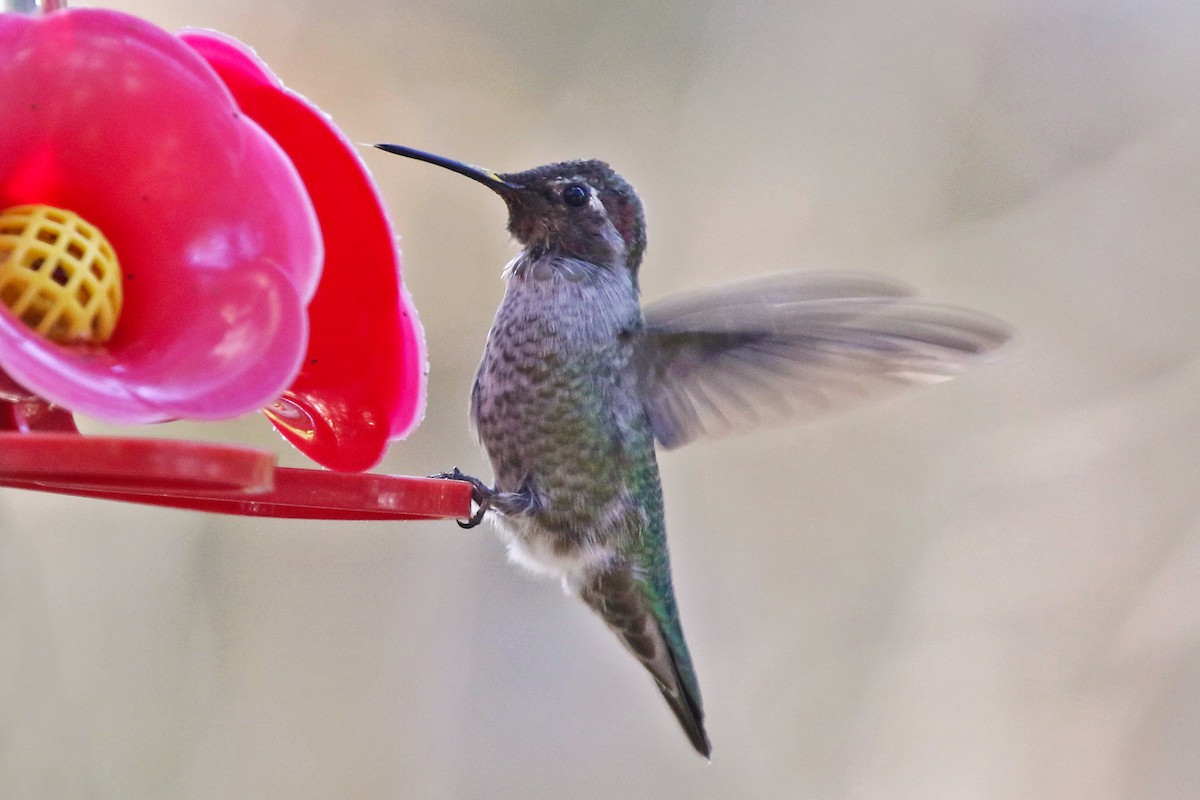 eBird Checklist - 4 Oct 2022 - 4030 South Best Court - 7 species