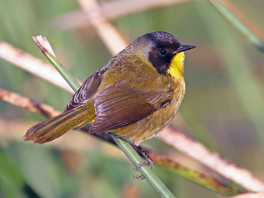 Mascarita Transvolcánica - eBird