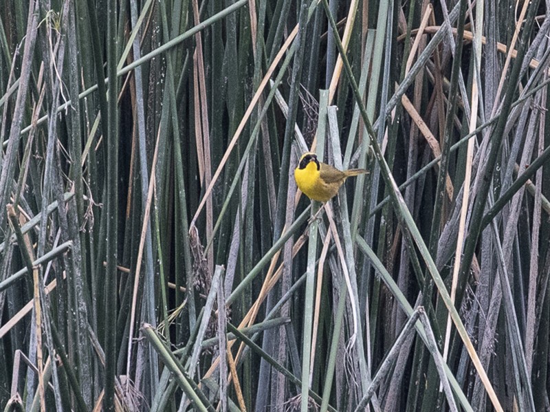 Belding's Yellowthroat - eBird