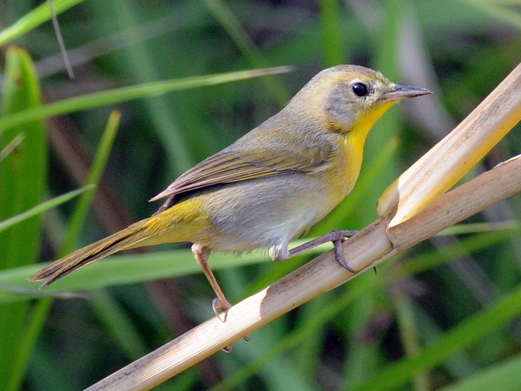 Belding's Yellowthroat - eBird
