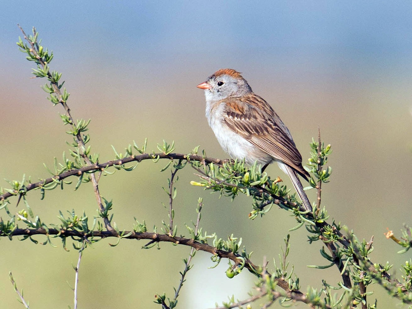 Worthen's Sparrow - eBird