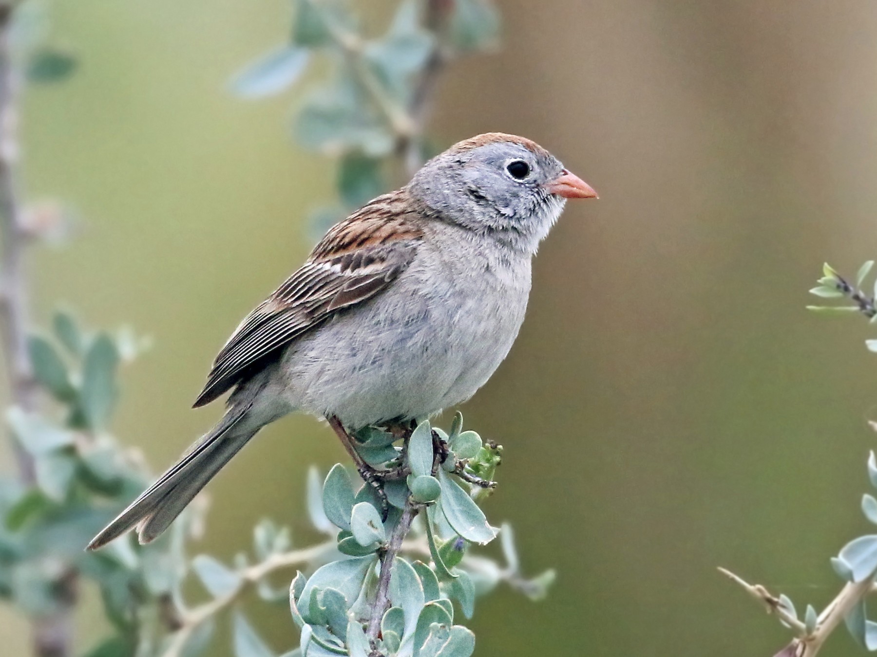 Worthen's Sparrow - eBird