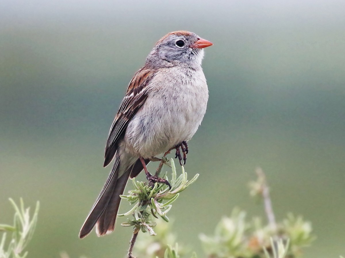 Worthen's Sparrow - Spizella wortheni - Birds of the World
