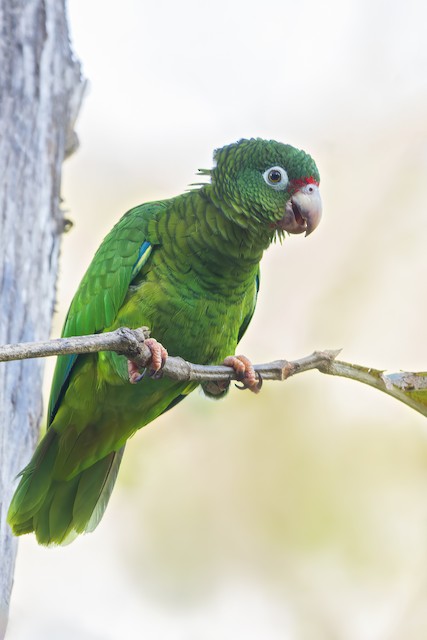 Puerto Rican Amazon Parrot