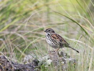 Chingolo Serrano - eBird
