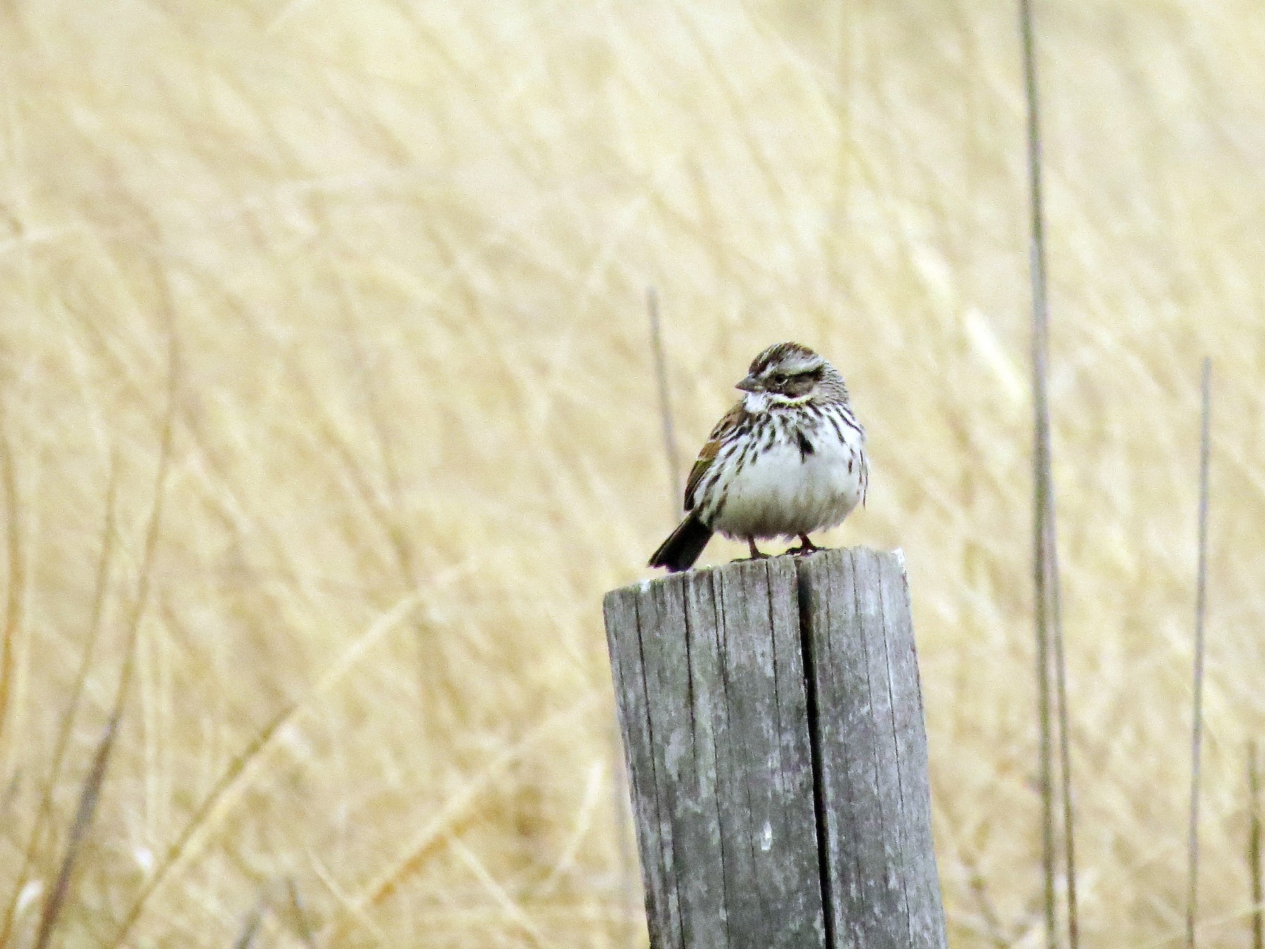 Chingolo Serrano - eBird