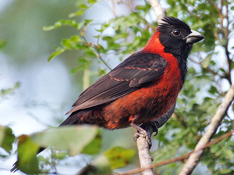 Crimson-collared Grosbeak - Periporphyrus celaeno - Birds of the World