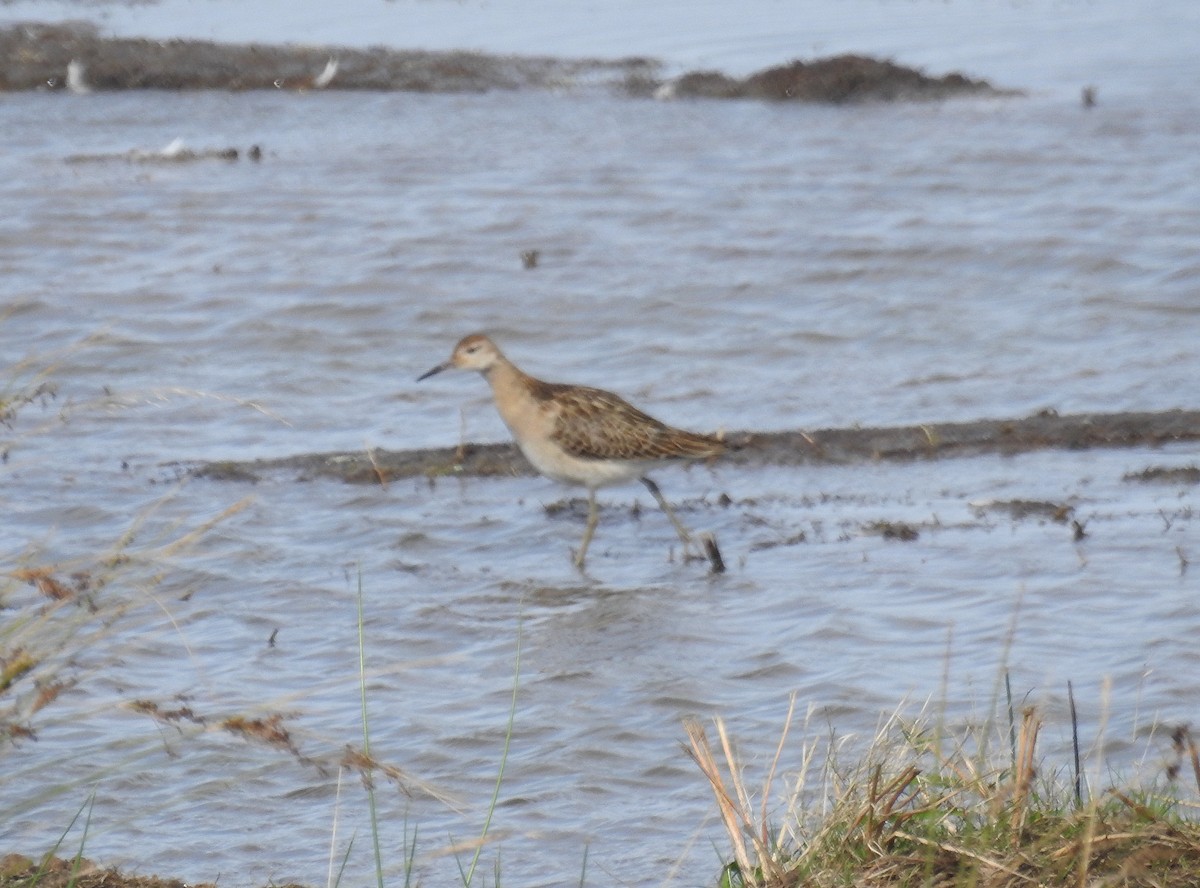 eBird Checklist - 4 Oct 2022 - Welney WWT Reserve--Wetland Centre - 47 ...