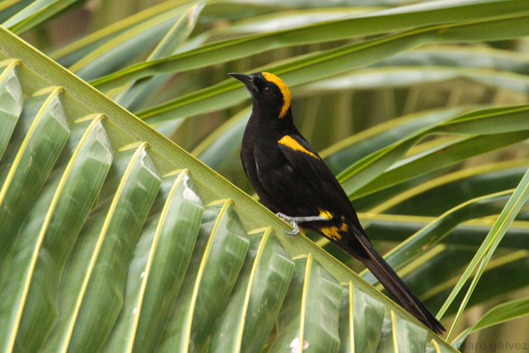 Epaulet Oriole (Moriche) - eBird