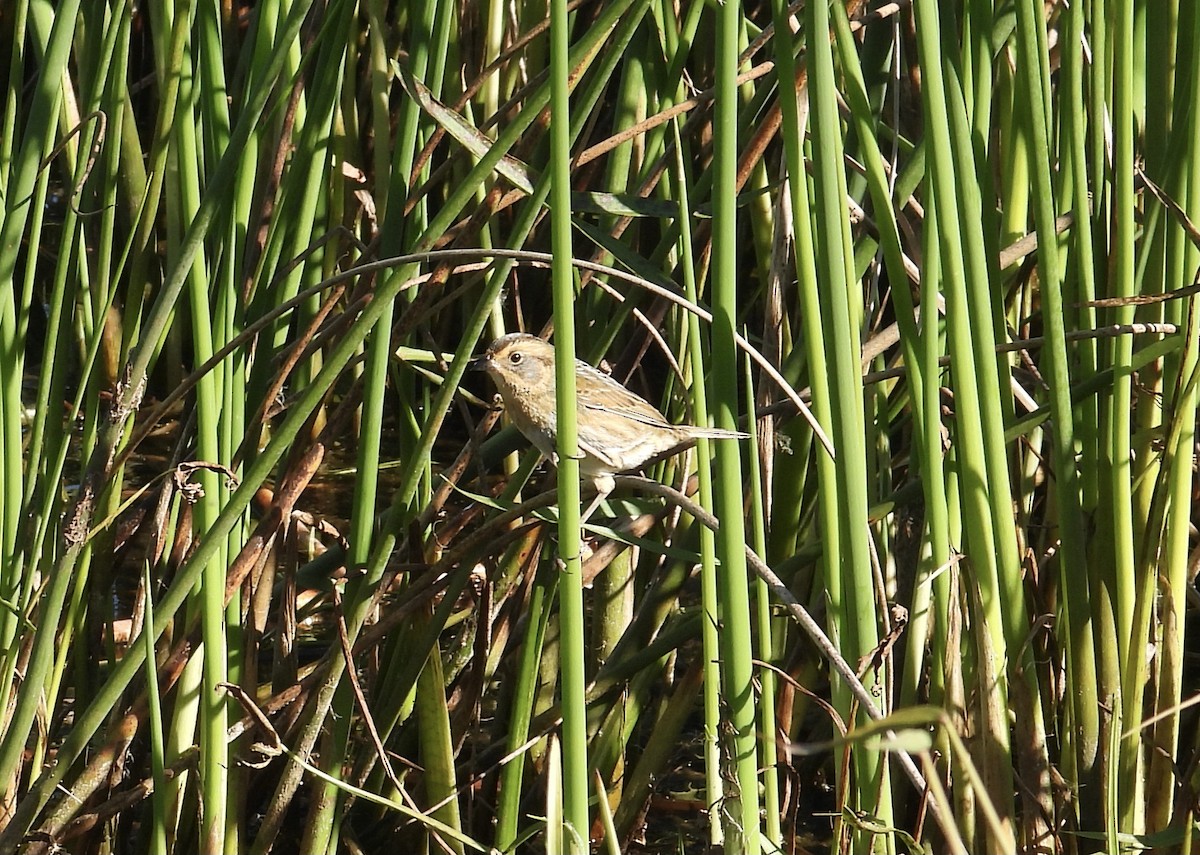 eBird Checklist - 5 Oct 2022 - Battelle Darby Creek Metro Park--Darby ...