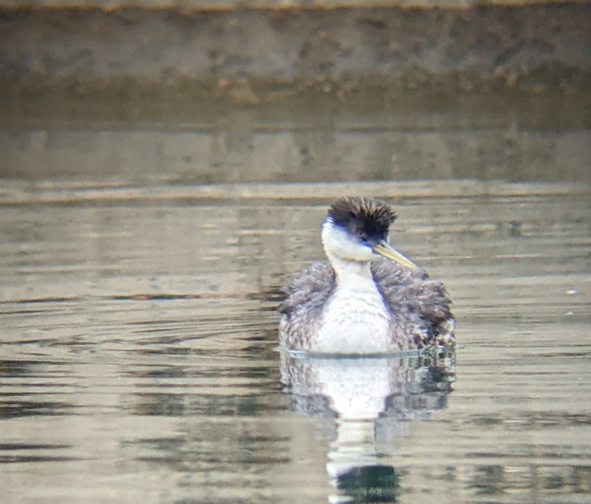 eBird Checklist - 5 Oct 2022 - Dana Point Harbor--Jetties - 22 species