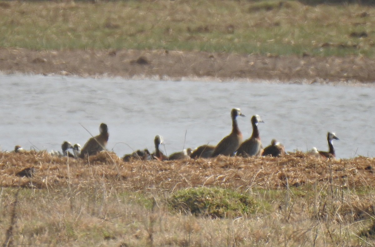 eBird Argentina Checklist - 1 Oct 2022 - parque recreativo delfin perez ...