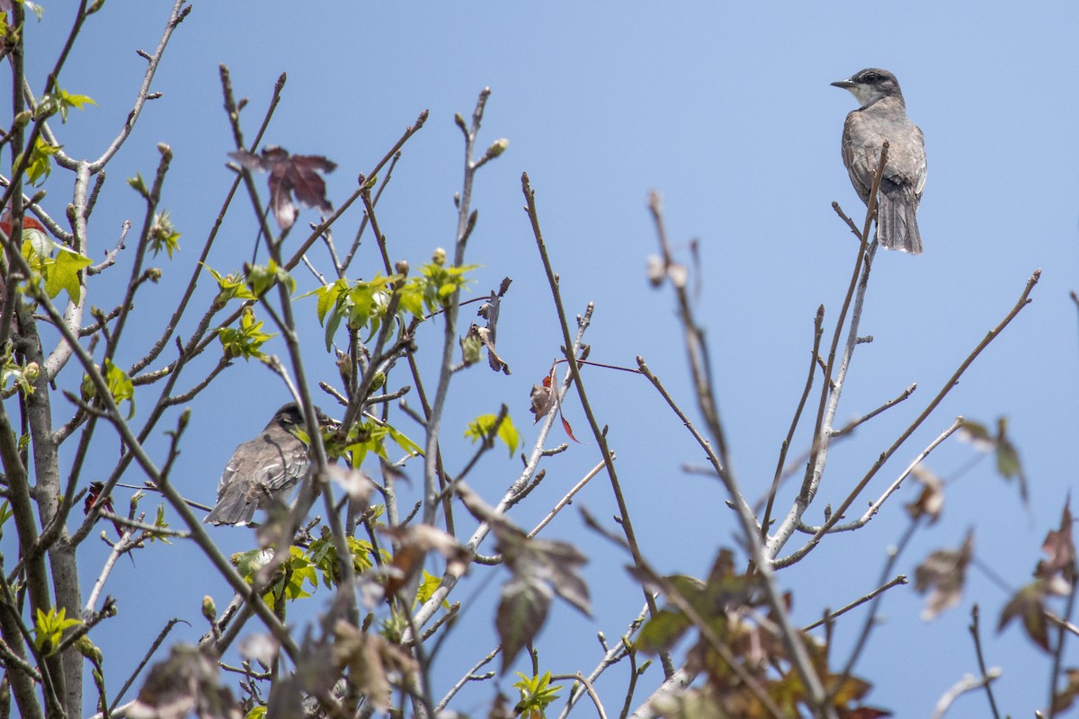 eBird Checklist - 5 Oct 2022 - Humedal Tibabuyes o Juan Amarillo - 2 ...
