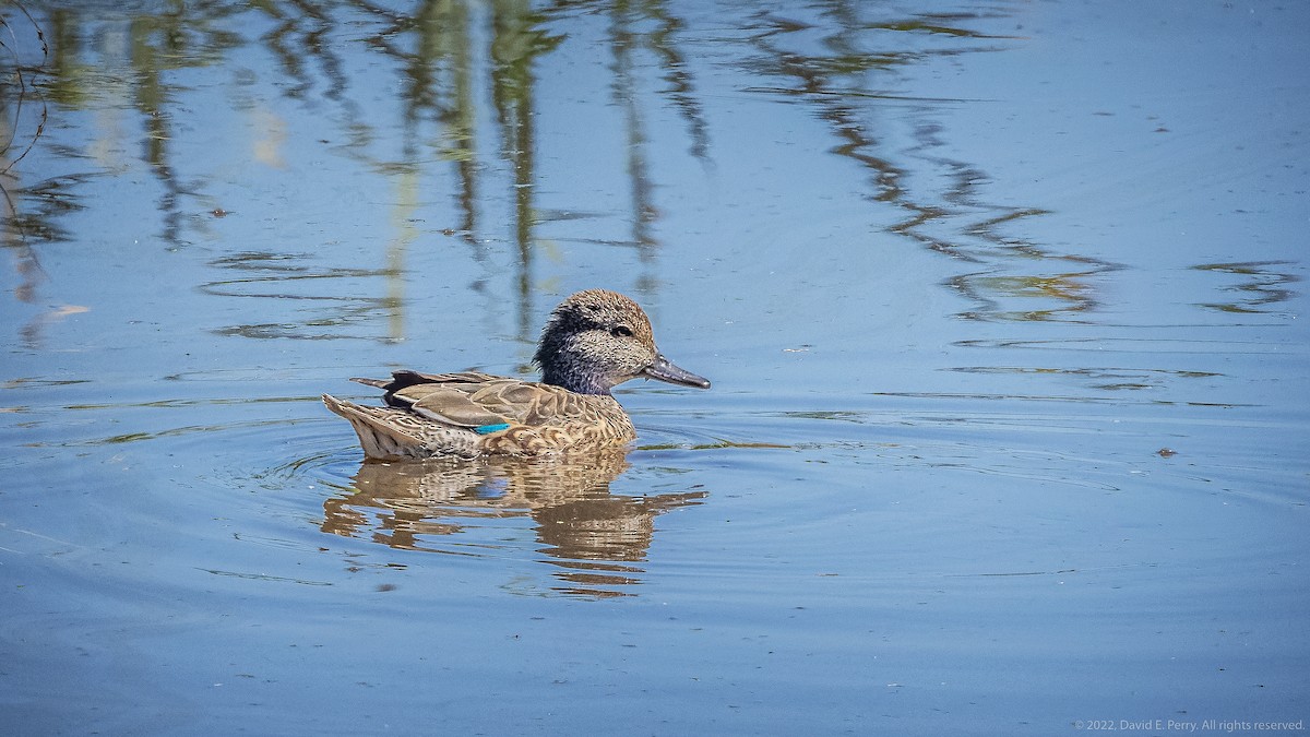eBird Checklist - 30 Sep 2022 - Malheur NWR--Central Patrol Rd.--Krumbo ...