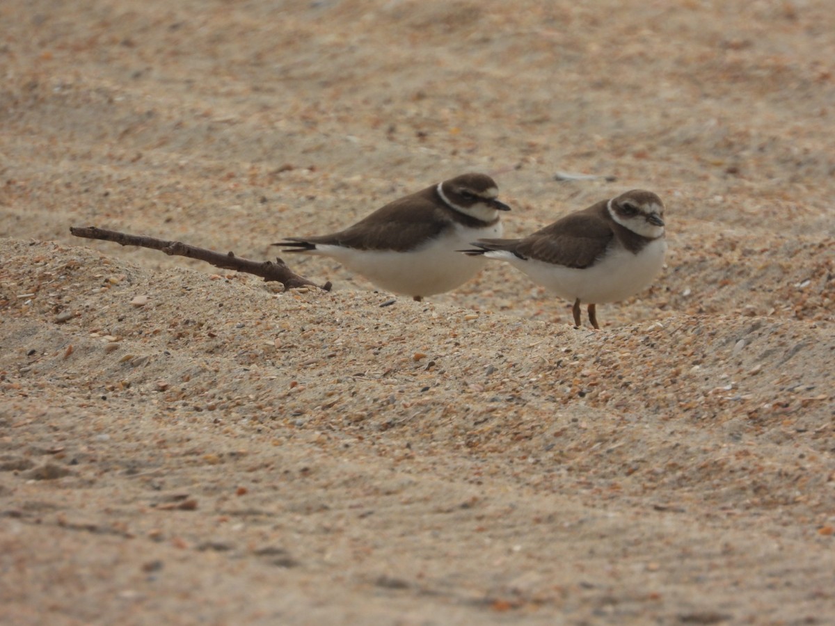 eBird Checklist - 5 Oct 2022 - Cape Hatteras NS--Ramp 43-44 (Ponds ...
