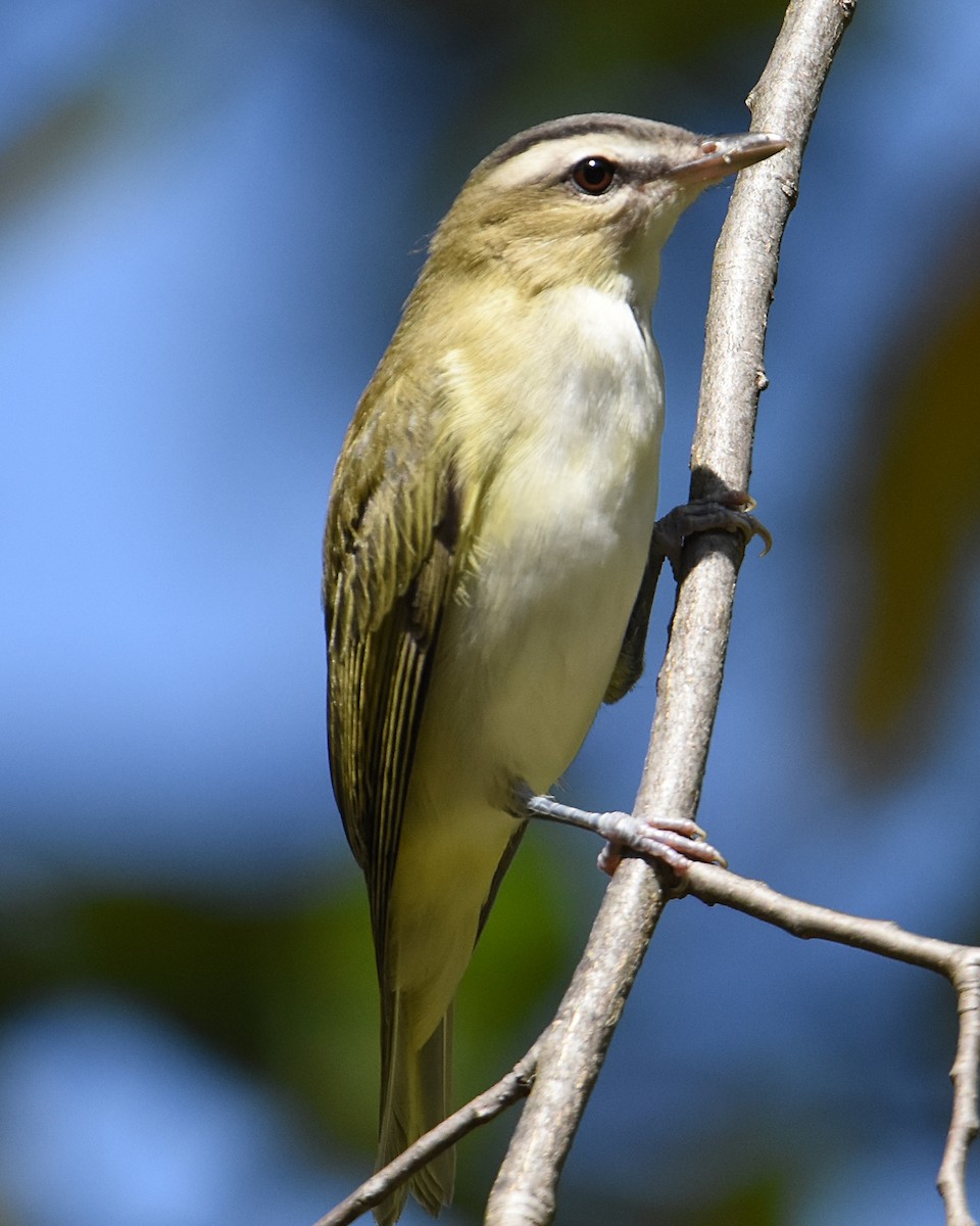 Ebird Checklist 5 Oct 2022 Red Oaks Nature Center Friendship Woods 18 Species