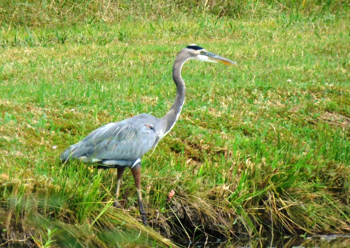 eBird Checklist - 5 Oct 2022 - Bayou Country Sport Park - 15 species