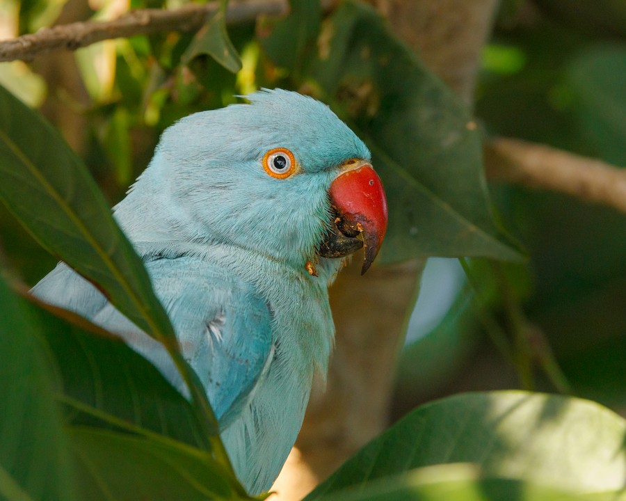 parrot sp. - eBird