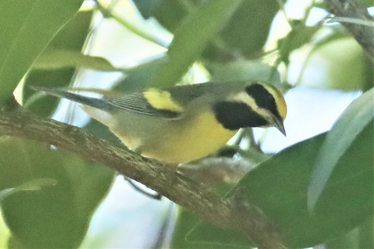 eBird Checklist - 5 Oct 2022 - De Leon Springs SP - 31 species (+2 ...