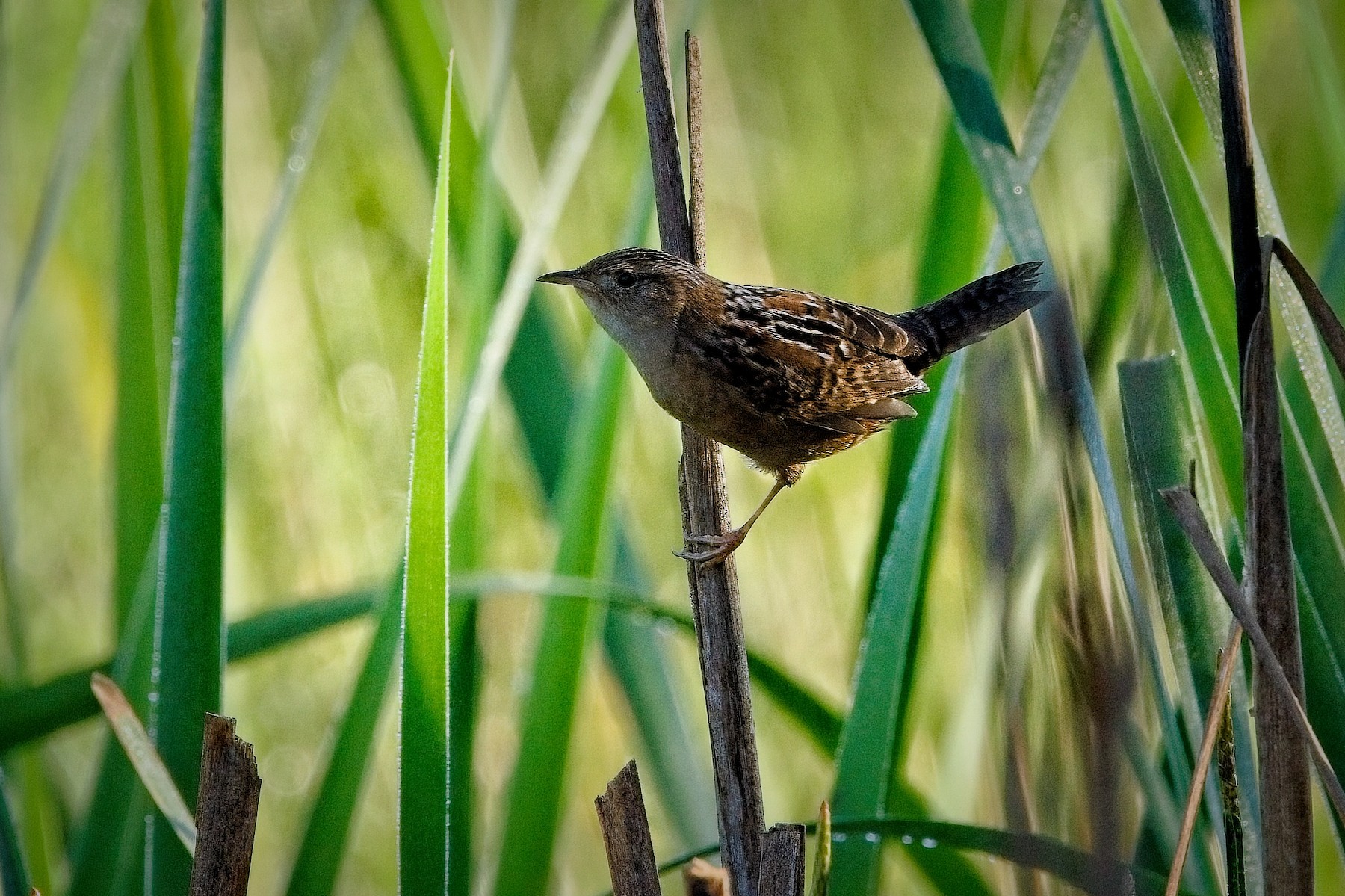 Sedge/Marsh Wren - eBird