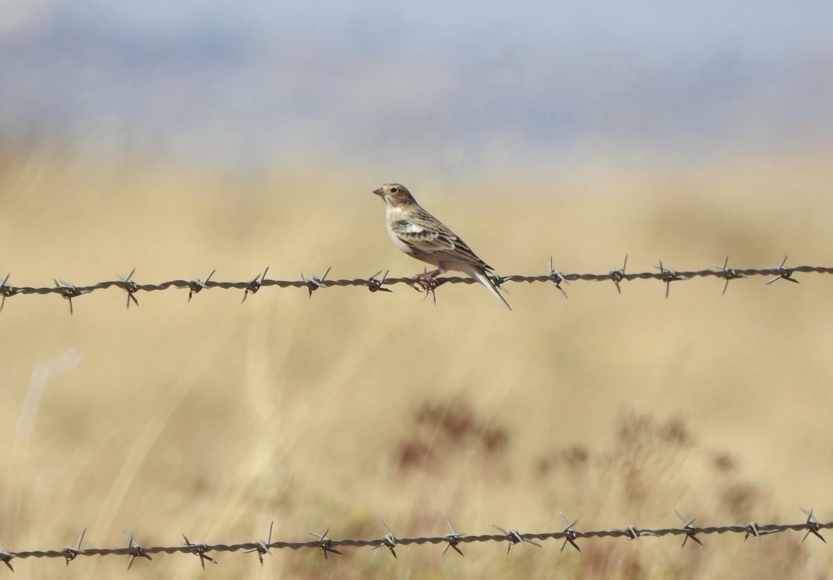 eBird Checklist - 5 Oct 2022 - Michigan Bar Rd--Grassland portion - 12 ...