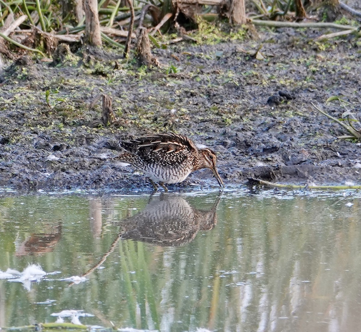 eBird Checklist - 5 Oct 2022 - Costco Slough, Orland Park - 12 species