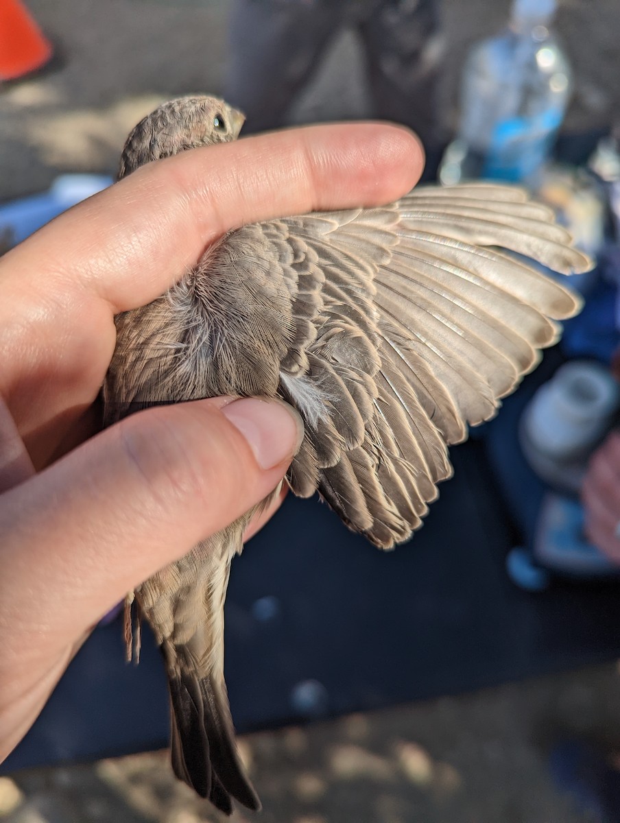 eBird Checklist - 5 Oct 2022 - Intermountain Bird Observatory Diane ...