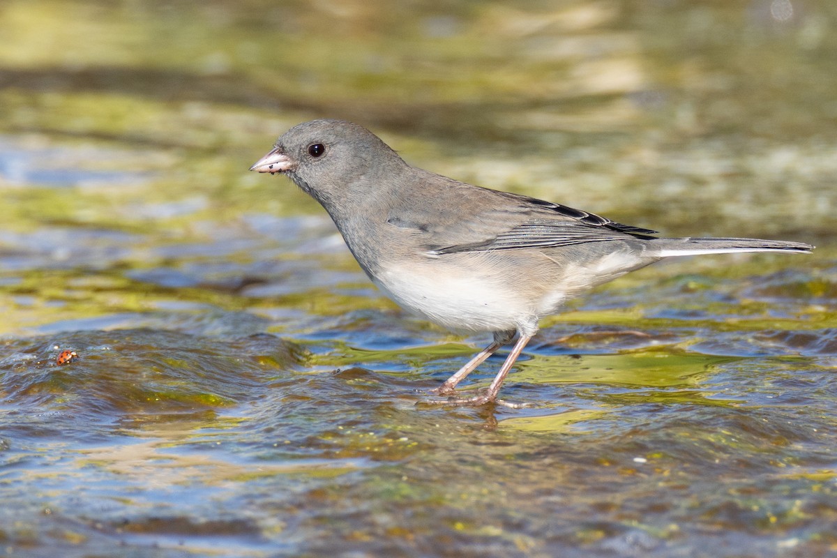 eBird Checklist - 5 Oct 2022 - Thousand Islands National Park--Main ...
