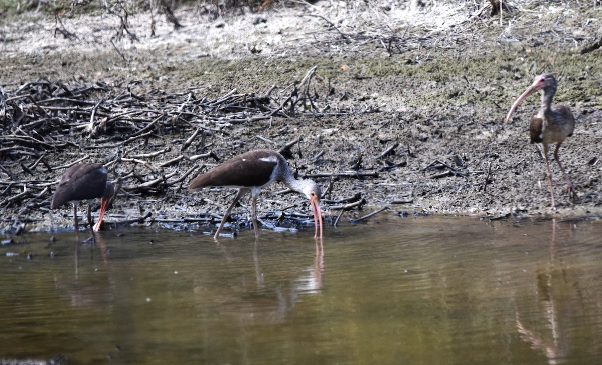 eBird Checklist - 5 Oct 2022 - Ward Bayou WMA - 32 species