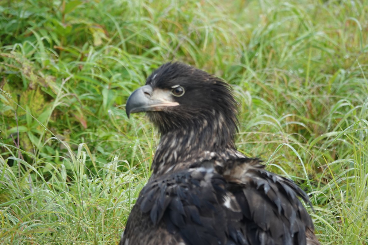 Alaska eBird Checklist - 5 Oct 2022 - Seward AK> - 13 species