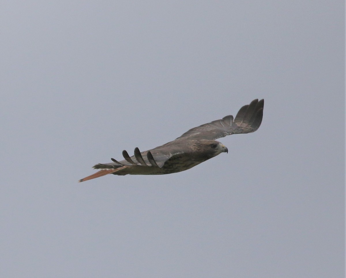 eBird Checklist - 5 Oct 2022 - FRYEBURG NW HARBOR ROAD - 5 species eBird Checklist - 5 Oct 2022 - FRYEBURG NW HARBOR ROAD - 5 species