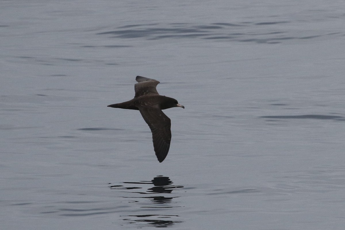 eBird Checklist - 5 Oct 2022 - Santa Barbara Channel (birds at sea only ...