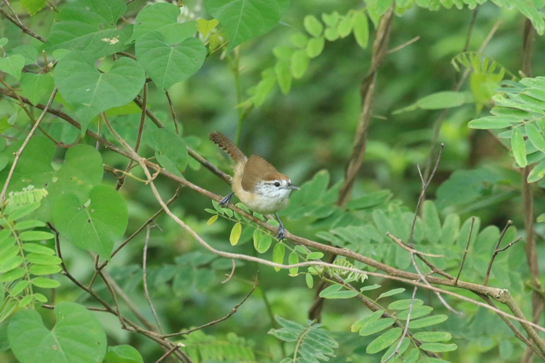 Happy Wren (Tres Marias Is.) - eBird