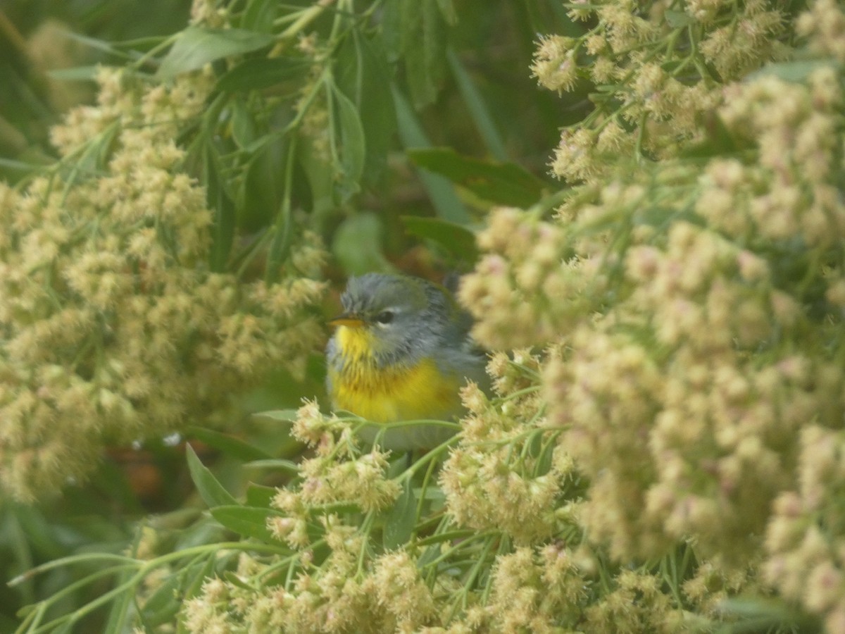 eBird Checklist - 4 Oct 2022 - Flushing Meadows Corona Park--Meadow ...