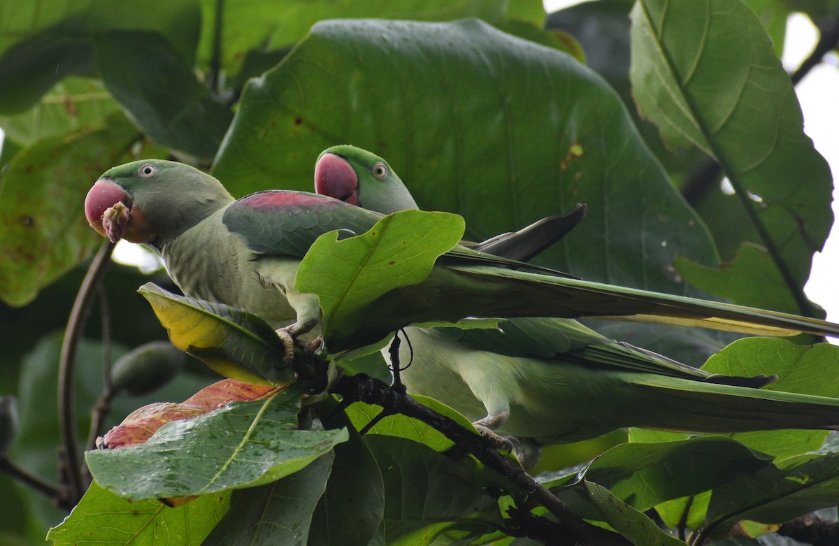 eBird India Checklist - 6 Oct 2022 - B.N. Bandodkar College of Science ...