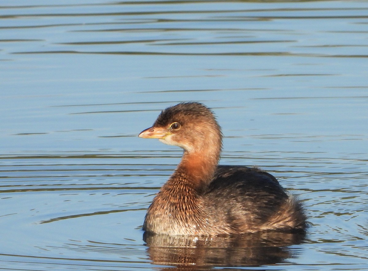eBird Checklist - 6 Oct 2022 - Mammoth Park - 15 species
