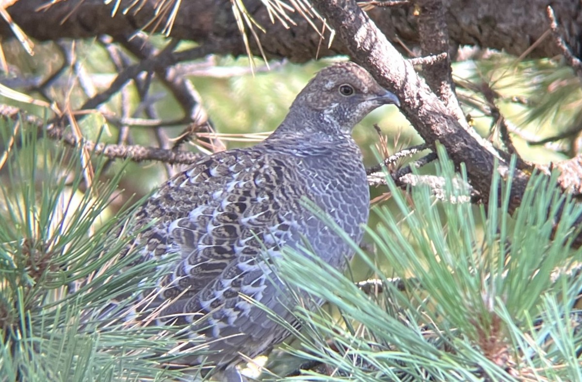 eBird Checklist - 5 Oct 2022 - Green Mountain West Trail - 11 species