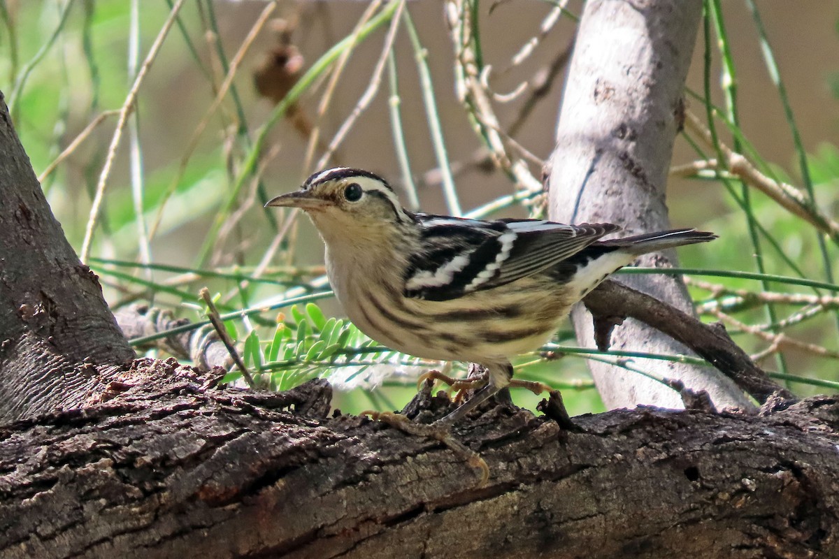 eBird Checklist - 5 Oct 2022 - Boyce Thompson Arboretum - 42 species
