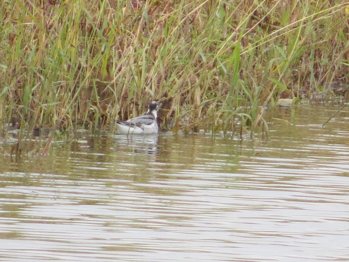 eBird Checklist - 6 Oct 2022 - Howard Marsh Metropark - 20 species
