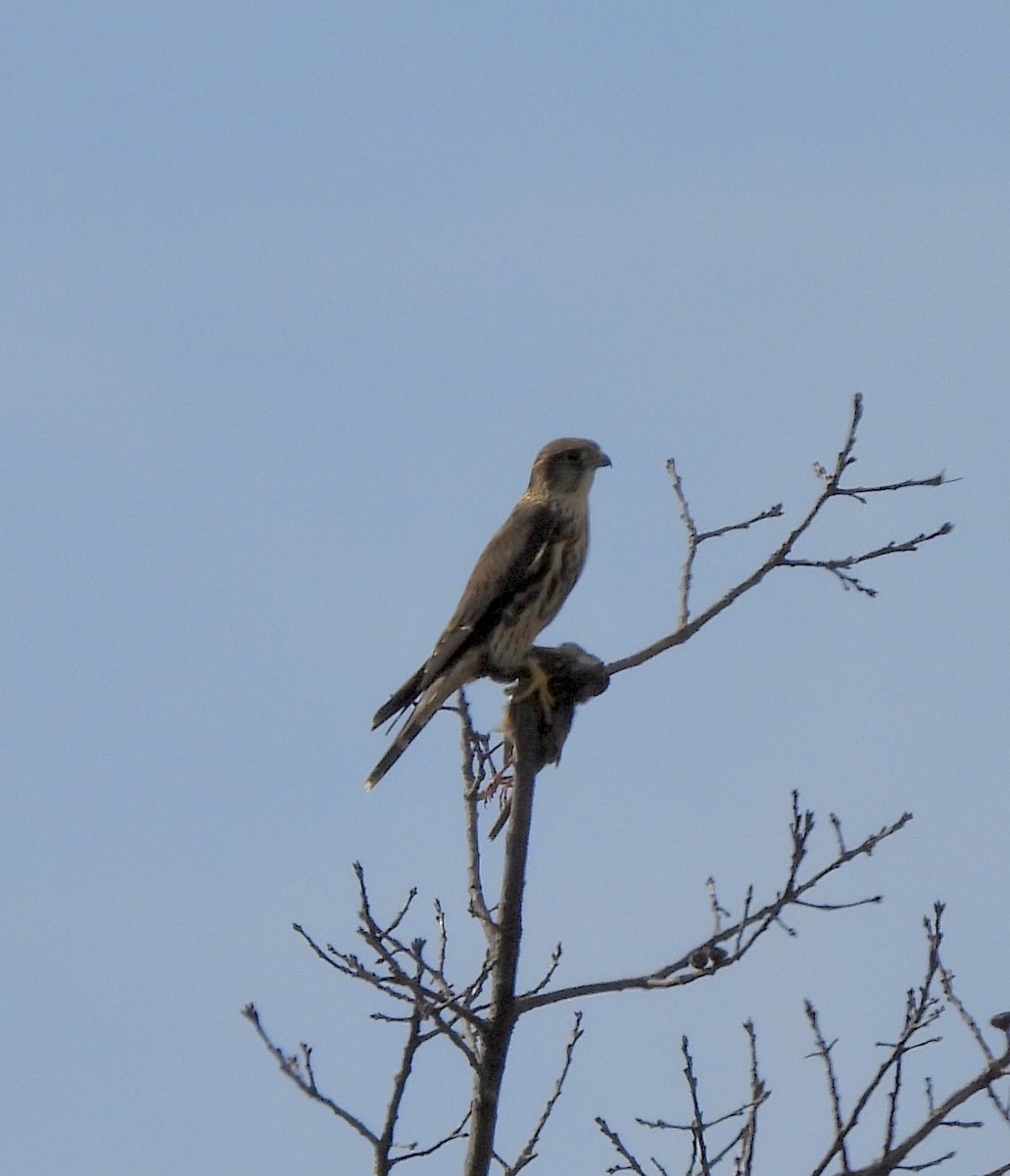 eBird Checklist - 6 Oct 2022 - Illinois Beach SP--South Unit - 40 species